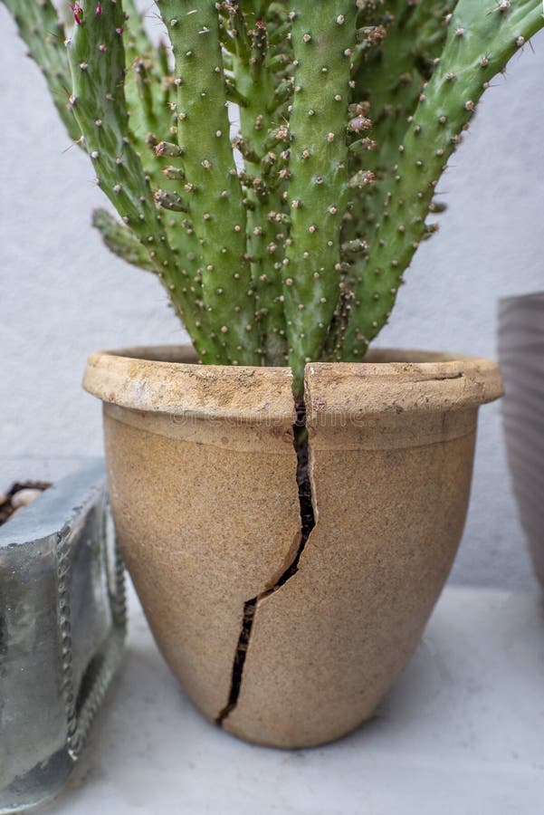 A Leafy Opuntia Inside a Small Clay Pot with a Large Slit Stock Photo ...