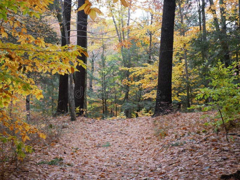 Leafy Path in the Fall through the Forest Stock Photo - Image of cabin ...