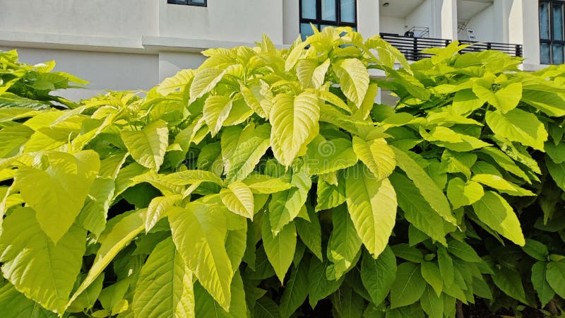 Leafy Pisonia Alba Kol Banda Ceodes Grandis Tree Plant Stock Photo ...