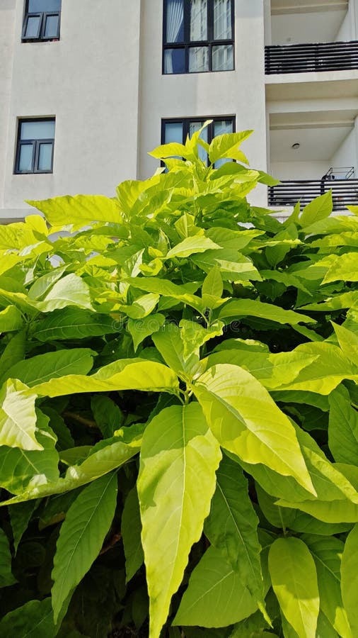 Leafy Pisonia Alba Kol Banda Ceodes Grandis Tree Plant Stock Image ...