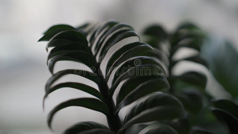 A Leafy Plant with a Long, Thin Leaf Stock Video - Video of summer ...