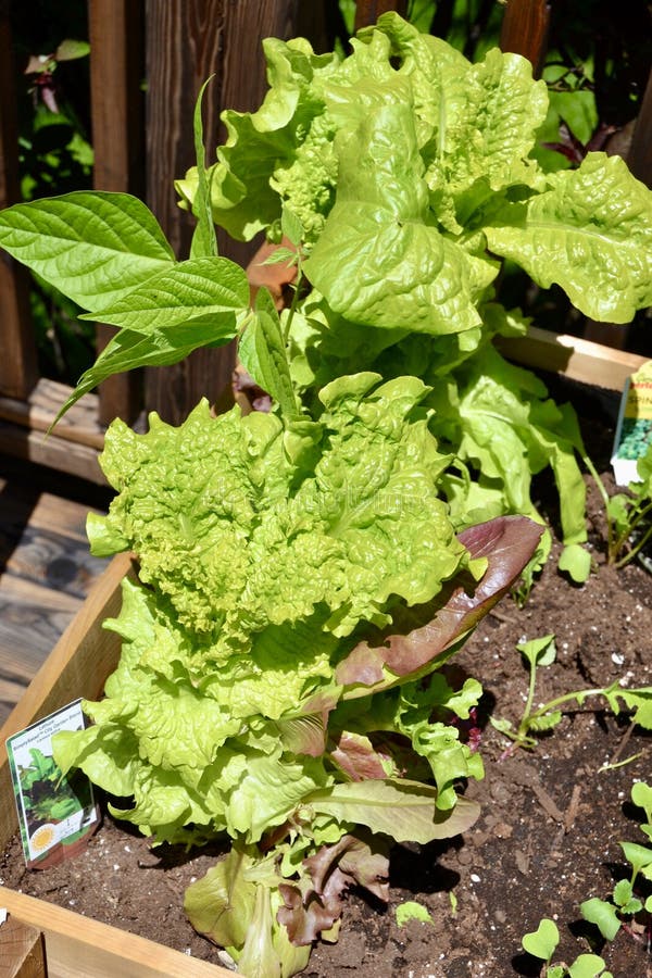 Leafy Plants Growing in Elevated Vegetable Garden Stock Image - Image ...