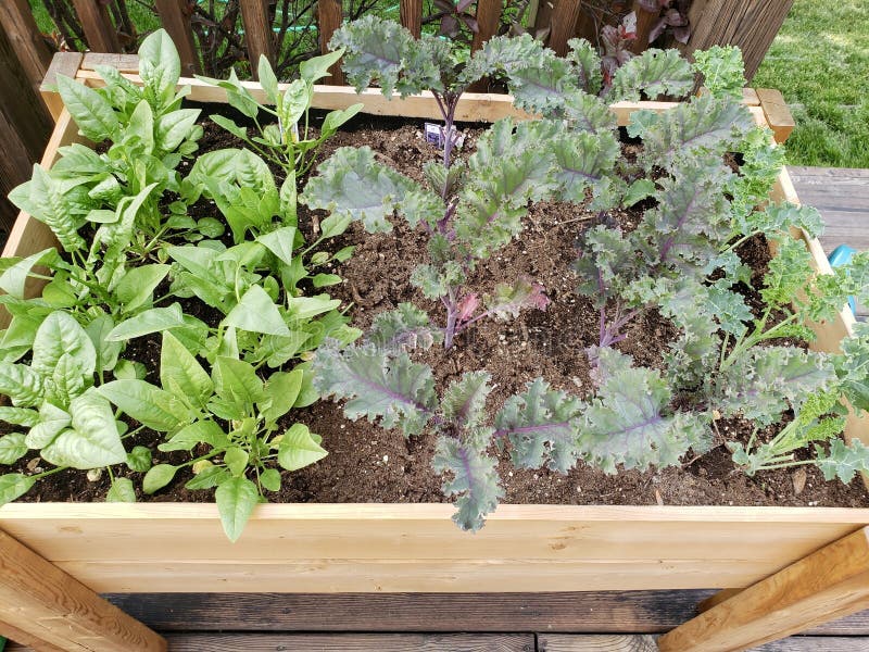 Leafy Plants Growing in Elevated Vegetable Garden Stock Photo - Image ...