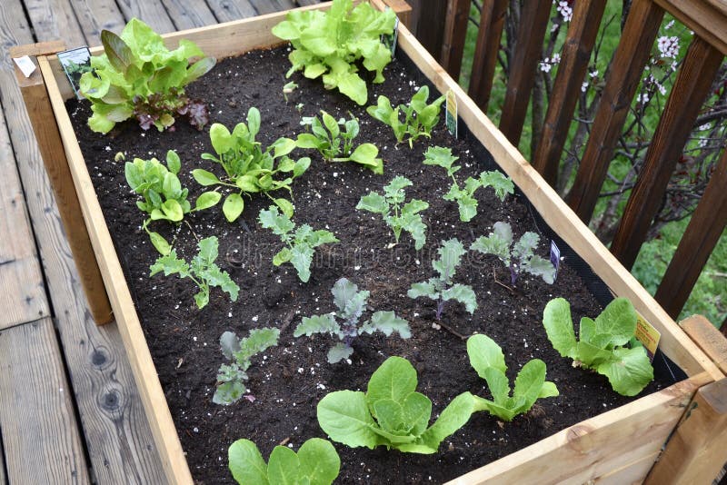 Leafy Plants Growing in Elevated Vegetable Garden Stock Photo - Image ...