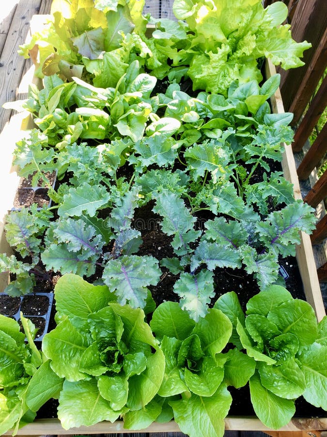 Leafy Plants Growing in Elevated Vegetable Garden Stock Image - Image ...