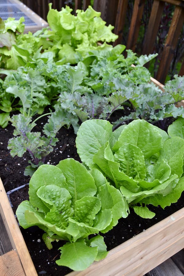 Leafy Plants Growing in Elevated Vegetable Garden Stock Image - Image ...