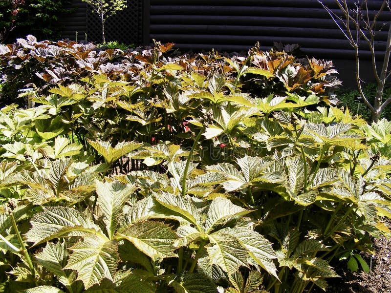 Leafy Plants Growing at Pippy Park Stock Image - Image of leafy, park ...