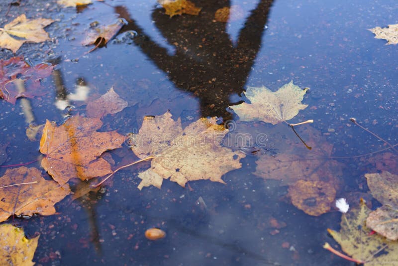 Leafy Puddle with a Person S Shadow on the Water Stock Image - Image of ...