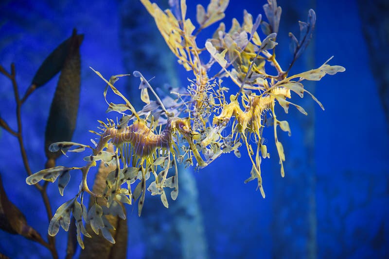 Leafy Sea Dragon Underwater Stock Photo - Image of leafy, plant: 277536188