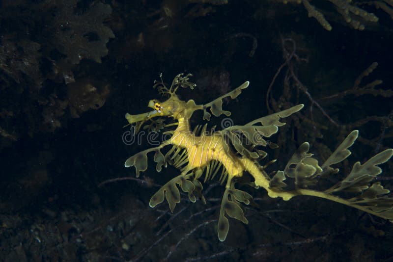 Leafy Seadragon Phycodurus Eques Stock Photo - Image of australia, bony ...