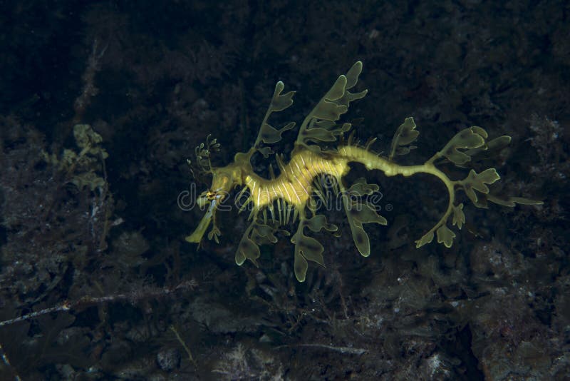 Leafy Seadragon Phycodurus Eques Stock Image - Image of australia ...