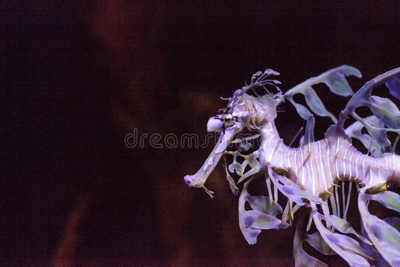 Leafy Seadragon Phycodurus Eques Stock Image - Image of delicate ...