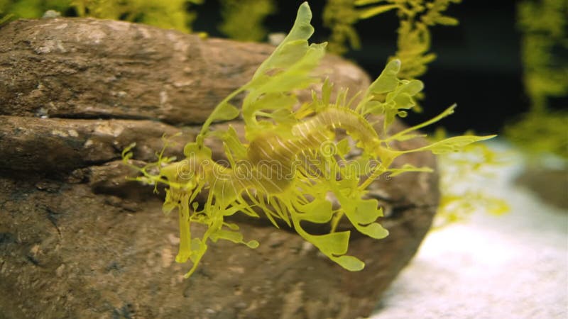 Leafy Seadragon Phycodurus Eques Fish Underwater Stock Video - Video of ...