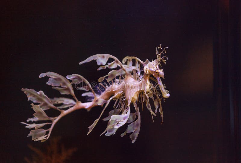 Leafy Seadragon, Phycodurus Eques Stock Photo - Image of colorful ...