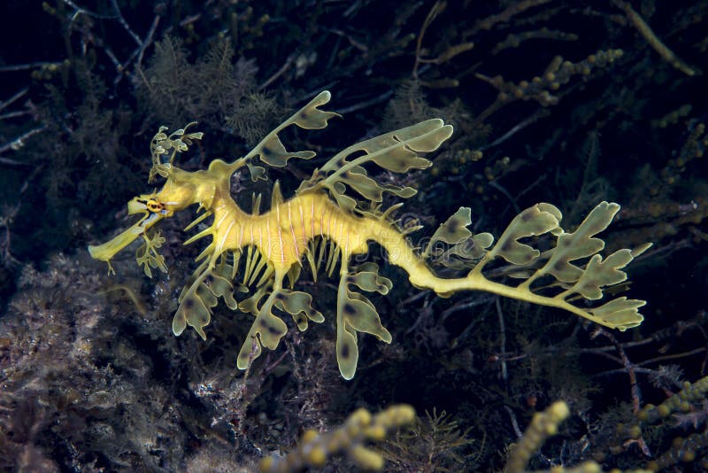 Leafy Seadragon Phycodurus Eques South Australia Stock Image - Image of ...