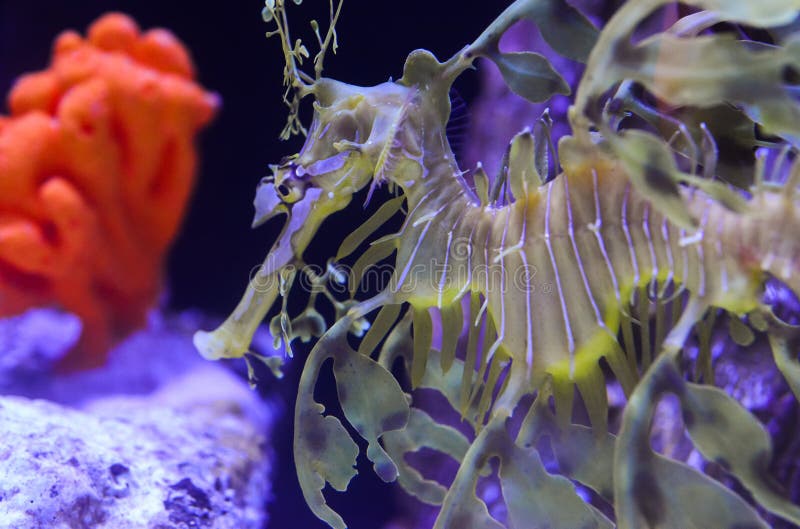 Leafy Seadragon (Phycodurus Eques) Swims in a Saltwater Aquarium Stock ...