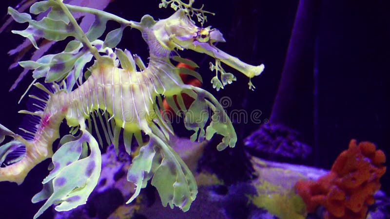 Leafy Seadragon Phycodurus Eques Fish Underwater Stock Video - Video of ...