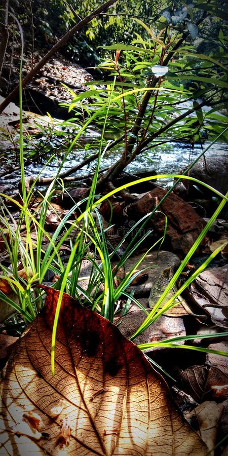 Swift stream stock image. Image of swift, grass, pebbles - 135934025