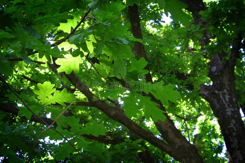 A leafy tree stock image. Image of nature, leaf, season - 593639