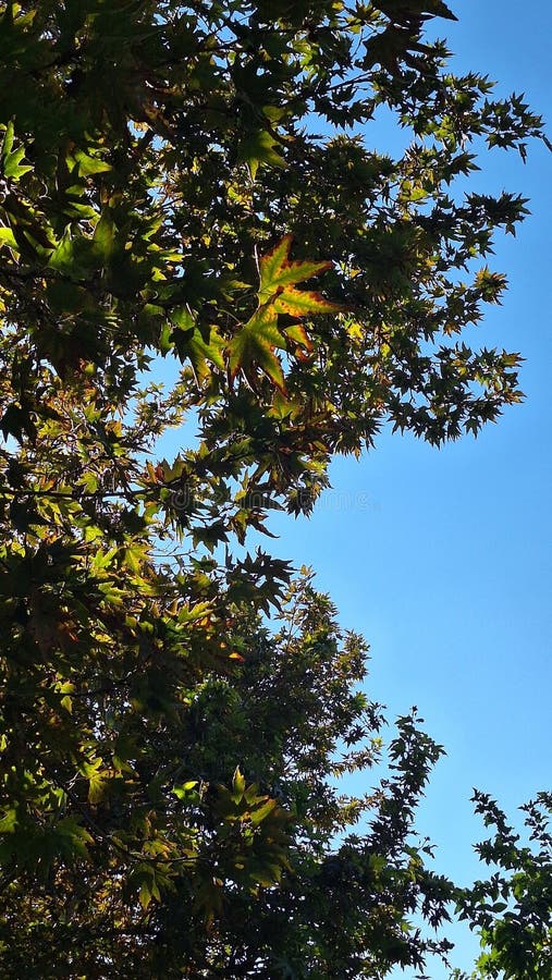 A Leafy Tree Against Sunlight and Sky Stock Photo - Image of reflection ...