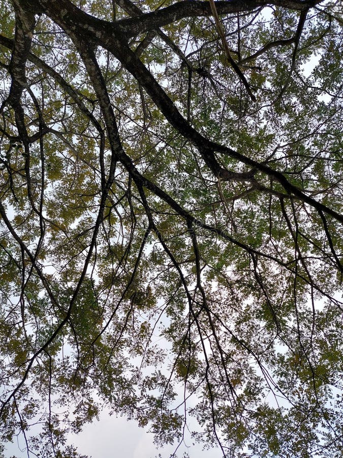 Leafy Tree Background Photographed in Low Angle View Stock Photo ...