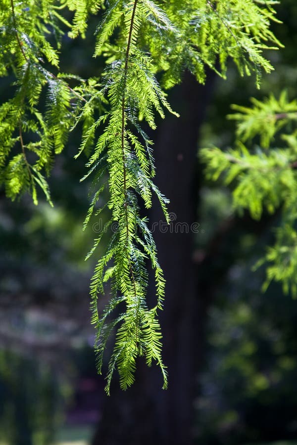 Leafy Tree Branch Against Dark Background Stock Photo - Image of ...
