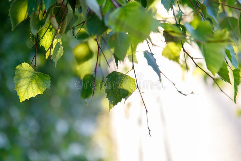 A Leafy Tree Branch with Leaves that are Green and Shiny Stock Photo ...