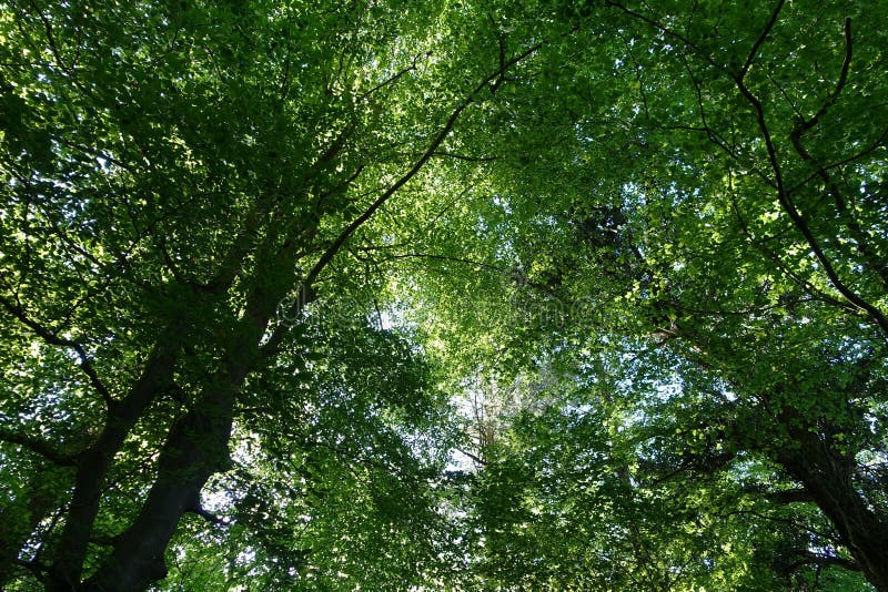 Forest Tree Canopy stock image. Image of colourful, green - 240151737