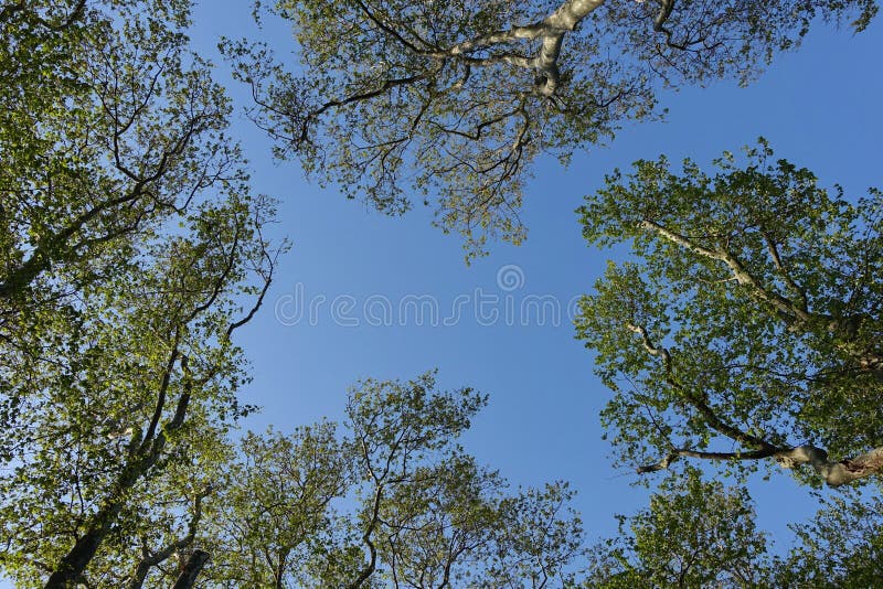 Leafy Tree Canopy and Sky stock image. Image of garden - 238251439