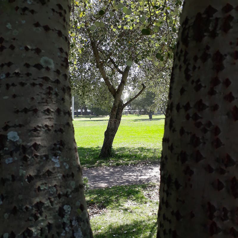 Leafy Tree Seen through Another Tree with Split Trunk Stock Photo ...