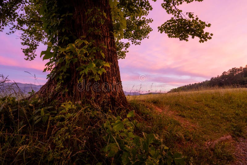 Leafy Tree Trunk at Sunset stock photo. Image of national - 244088494