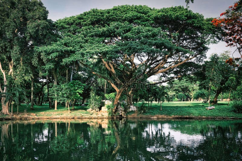 Leafy Tree with Wide Canopy and Its Reflection on a Lake at a Park ...