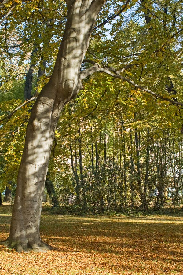 Leafy trees in autumn park stock photo. Image of leaves - 4307962
