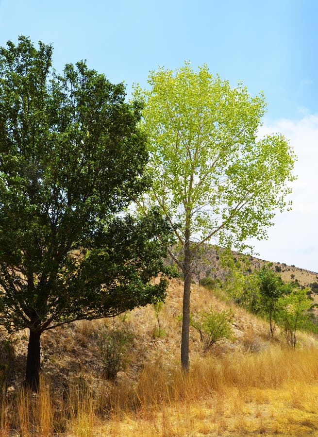 Leafy trees in countryside stock image. Image of outdoors - 3375753