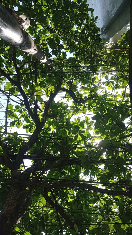 Leafy Trees beside Electric Poles Interspersed with Disorderly Wires ...