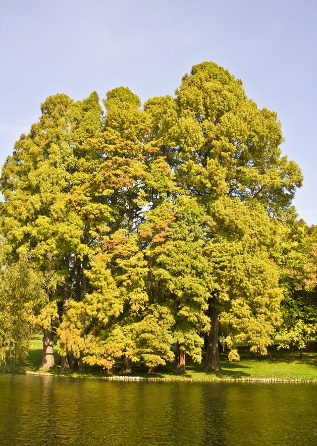 Leafy trees by lake stock image. Image of riverbank, leafy - 3781289