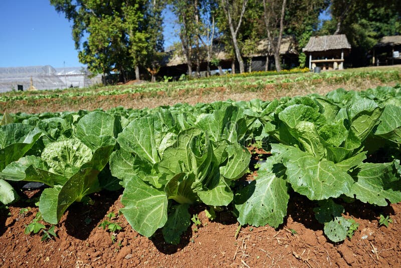Leafy Vegetable, Chinese Cabbage in Production Field Stock Photo ...