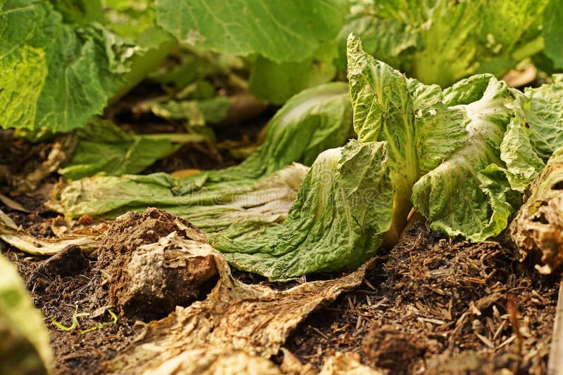 Leafy Vegetable Disease from Bacteria Stock Image - Image of nature ...