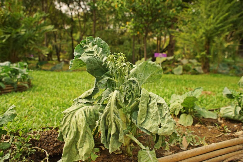 Leafy Vegetable Disease from Bacteria Stock Image - Image of damage ...