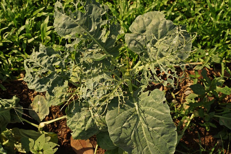 Leafy Vegetable Leaves` Damage from Worm Stock Image - Image of nature ...