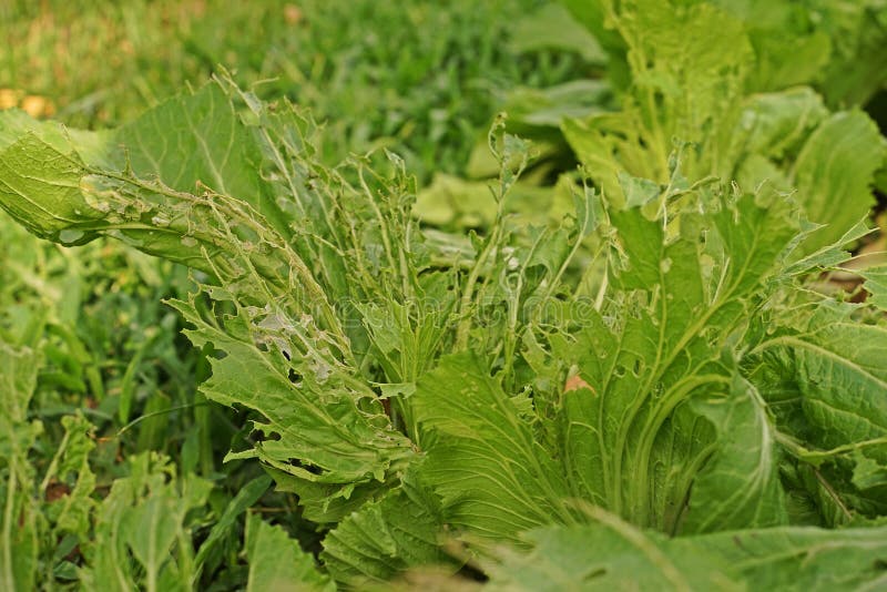 Leafy Vegetable Leaves` Damage from Worm Stock Image - Image of major ...