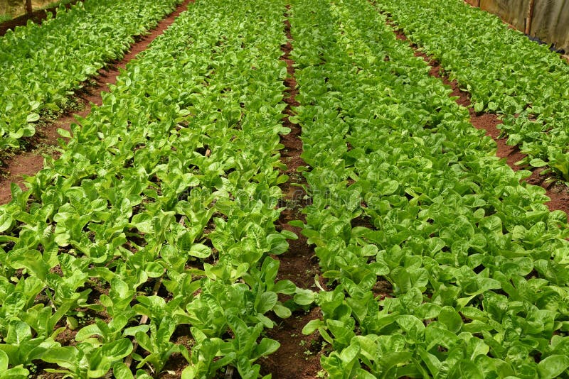 Leafy Vegetable in Production Farm Stock Photo - Image of greenhouse ...