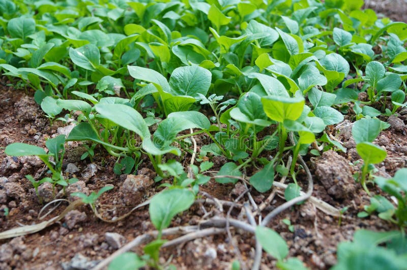 Leafy vegetables stock image. Image of green, vegetables - 45783041