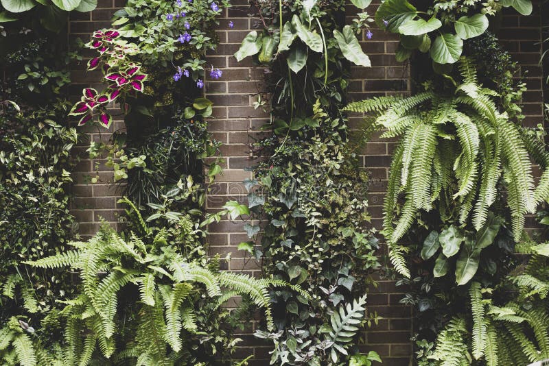 Leafy Vertical Garden, Natural Corner Stock Image - Image of rack ...