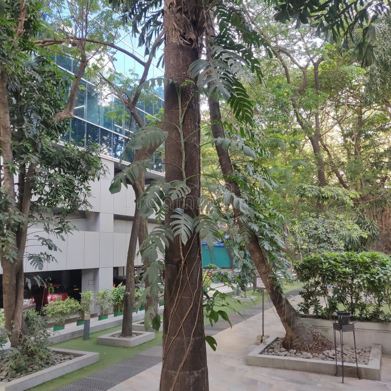 A a Leafy Vine Climbing the Trunk of a Giant Tree Stock Photo - Image ...