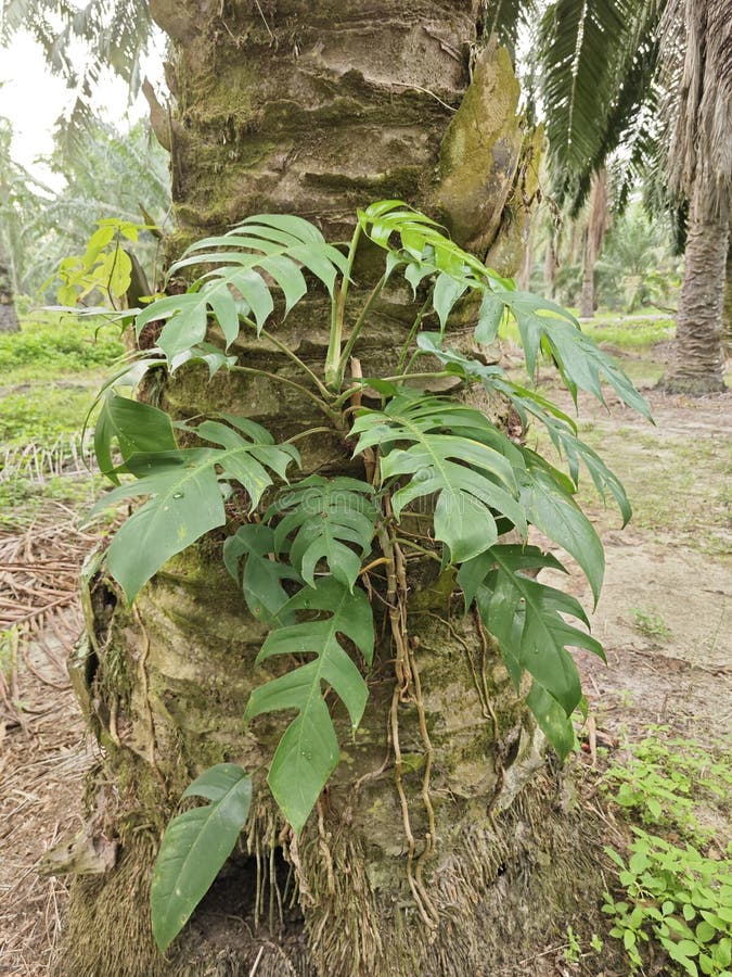 Leafy Wild Monstera Deliciosa at the Plantation. Stock Image - Image of ...