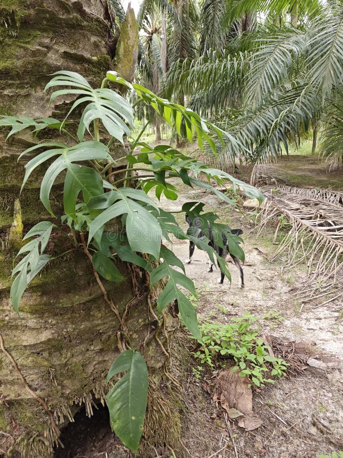 Leafy Wild Monstera Deliciosa at the Plantation. Stock Photo - Image of ...