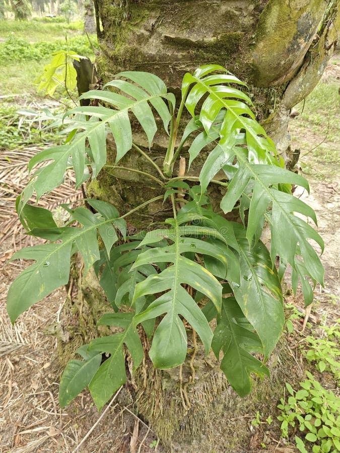 Leafy Wild Monstera Deliciosa at the Plantation. Stock Photo - Image of ...