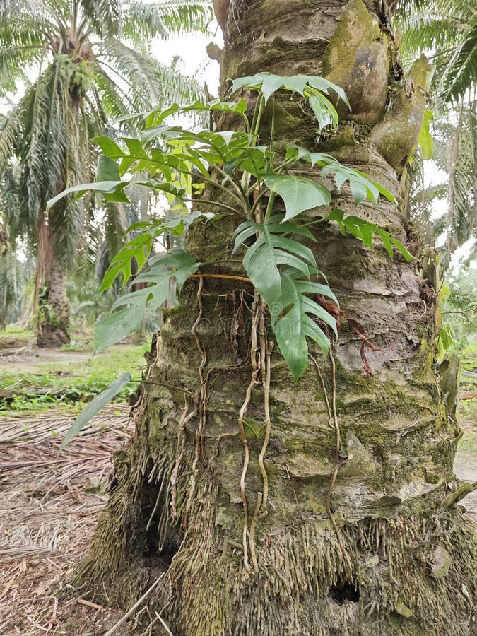 Leafy Wild Monstera Deliciosa at the Plantation. Stock Photo - Image of ...