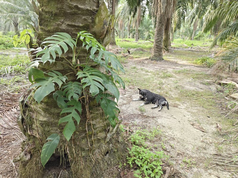 Leafy Wild Monstera Deliciosa at the Plantation. Stock Photo - Image of ...